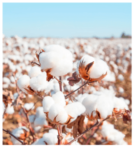 AZ Textiles – A world of comfort